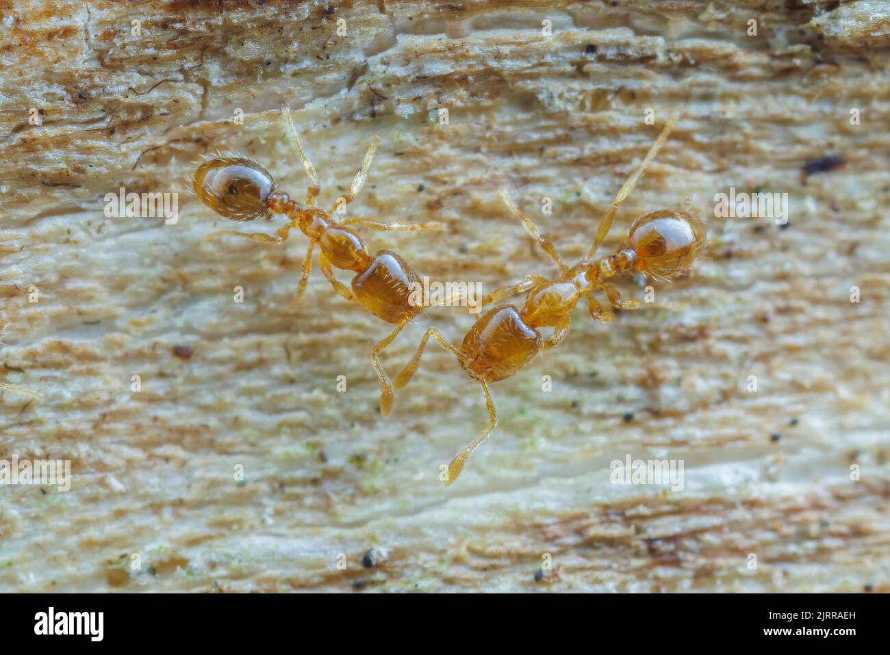 Thief Ants (Solenopsis molesta Stock Photo - Alamy