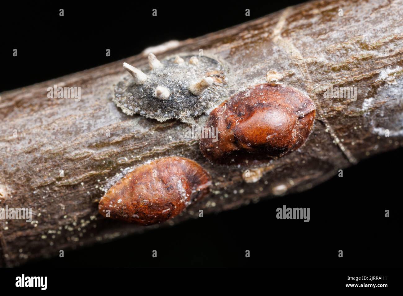 An entomopathogenic fungus on Tulip Tree Scales (Toumeyella liriodendri ...