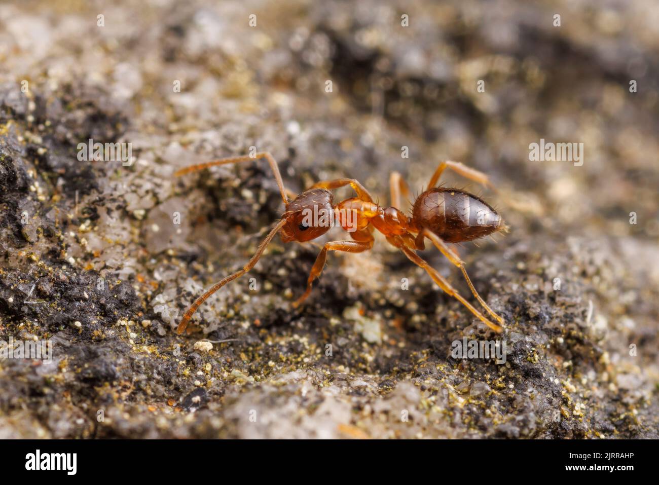 Crazy Ant (Nylanderia flavipes Stock Photo - Alamy