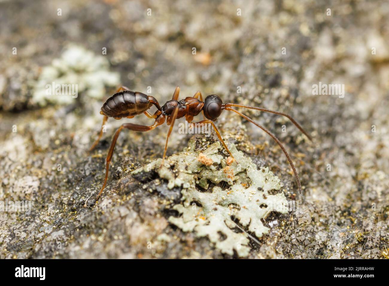 Ichneumonid Wasp (Gelis sp.) - Male Stock Photo - Alamy