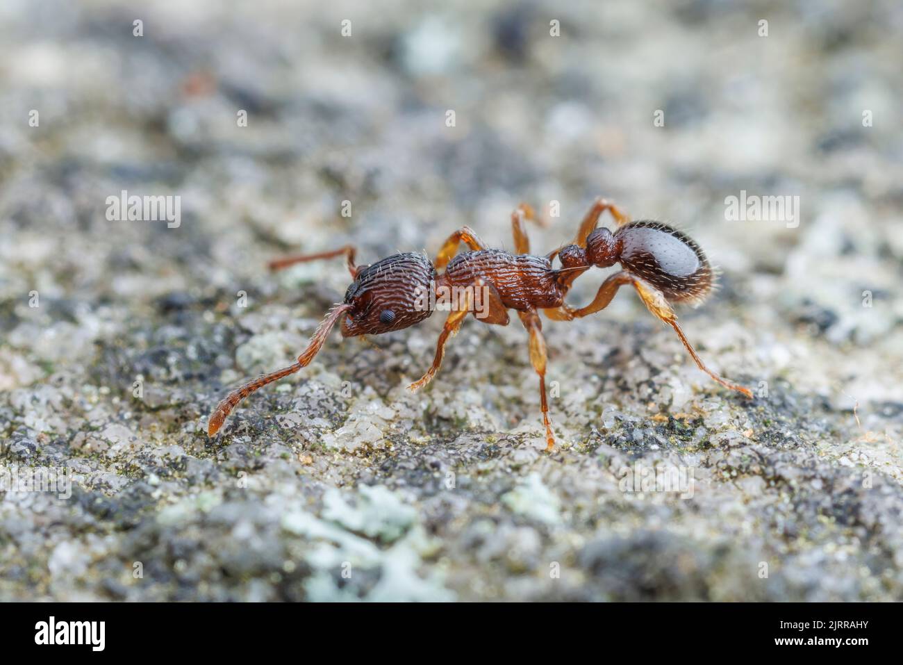 Myrmica ants hi-res stock photography and images - Alamy