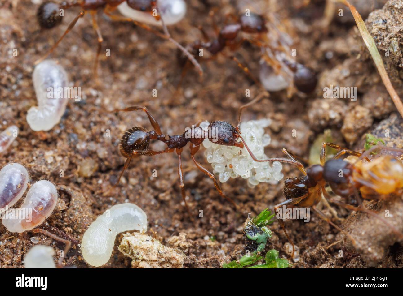 Winnow Ant (Aphaenogaster rudis) workers relocate a disturbed nest ...