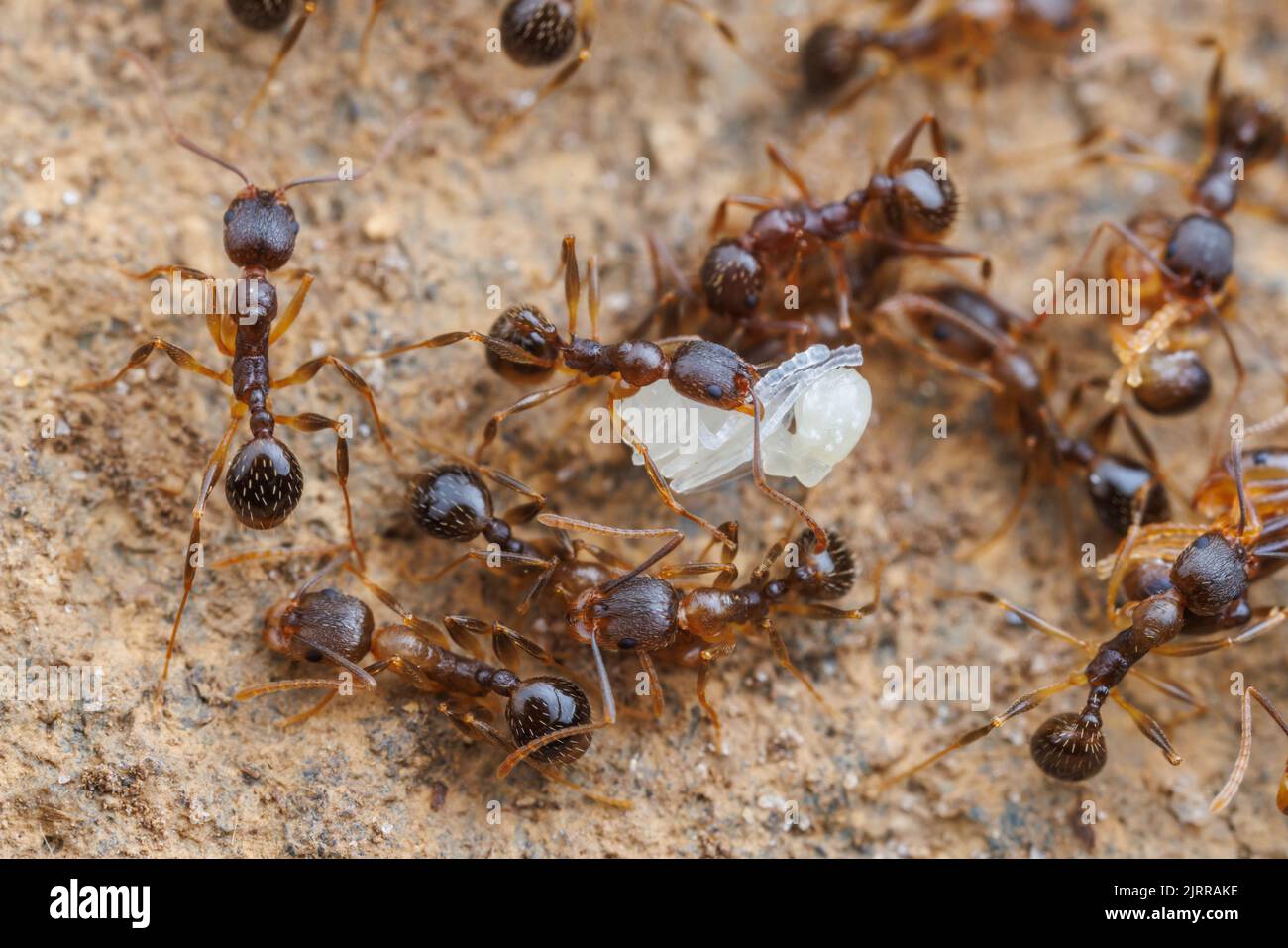 Winnow Ant (Aphaenogaster rudis) workers relocate a disturbed nest ...
