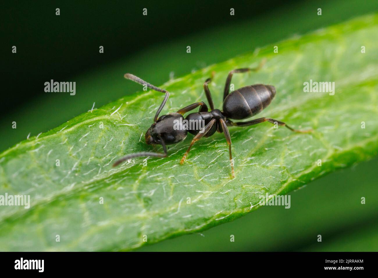 Odorous House Ant (Tapinoma sessile Stock Photo - Alamy