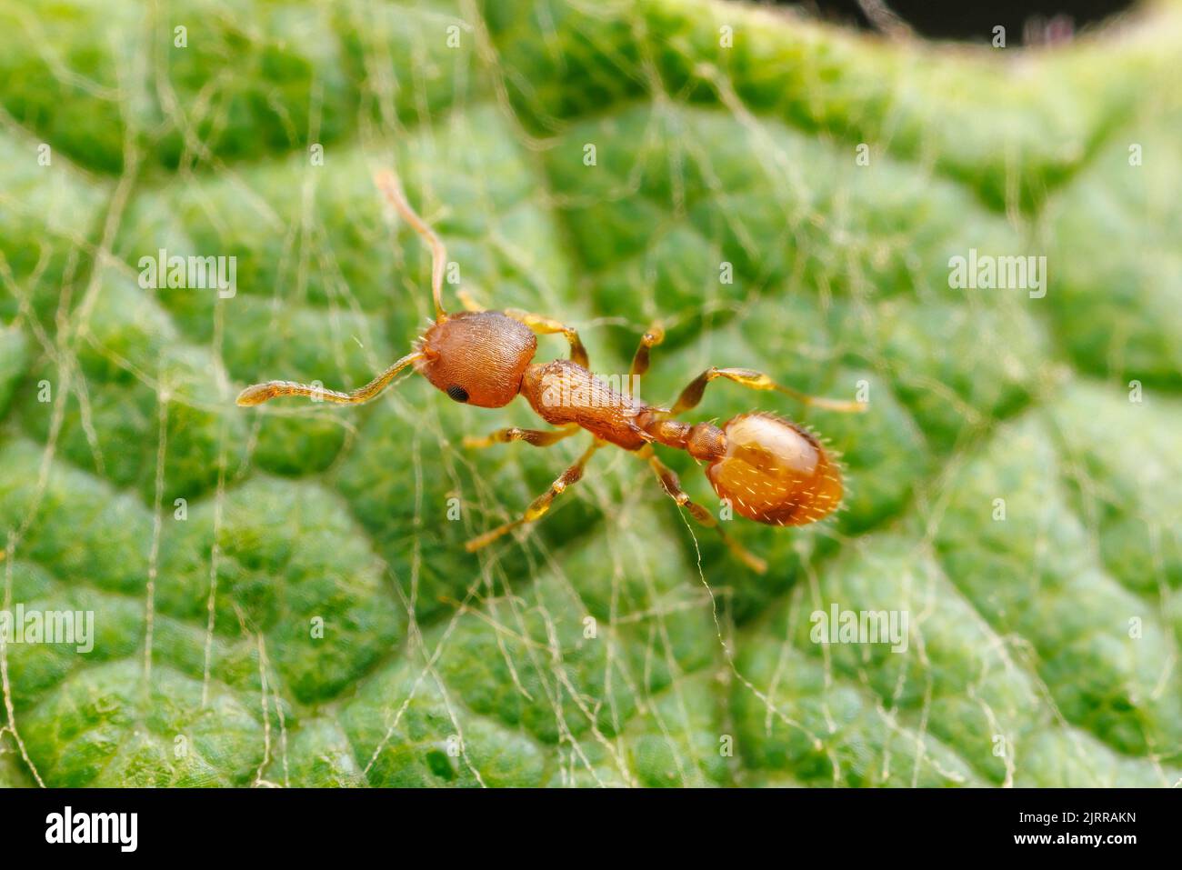 Acorn Ant (Temnothorax curvispinosus Stock Photo - Alamy