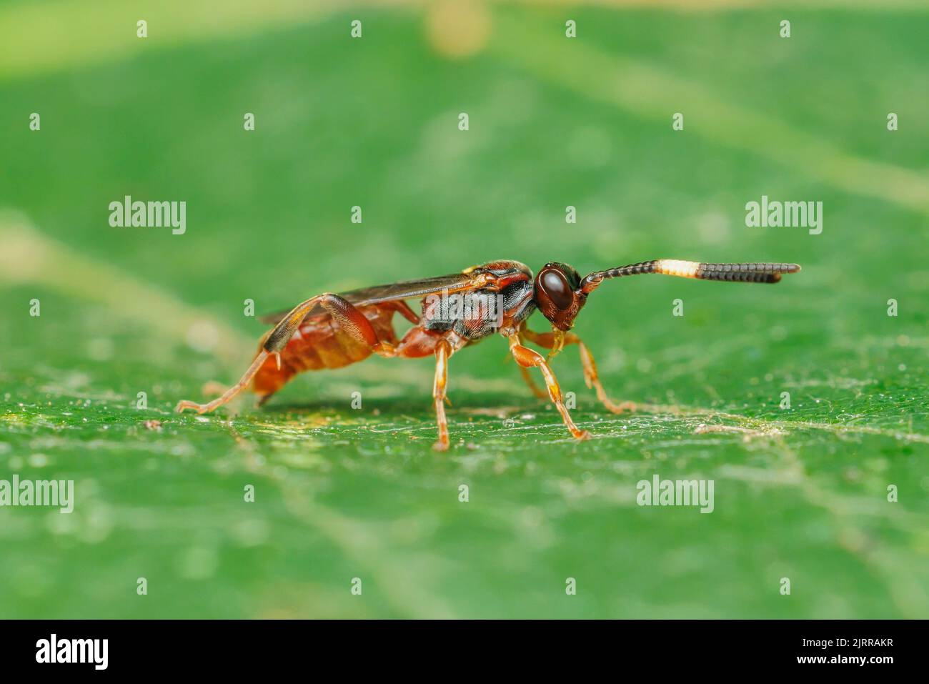 Ichneumonid Wasp (Cratichneumon sp Stock Photo - Alamy
