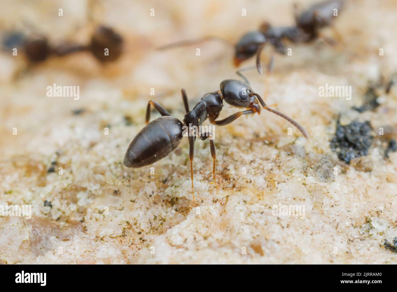 Odorous House Ant (Tapinoma sessile Stock Photo - Alamy