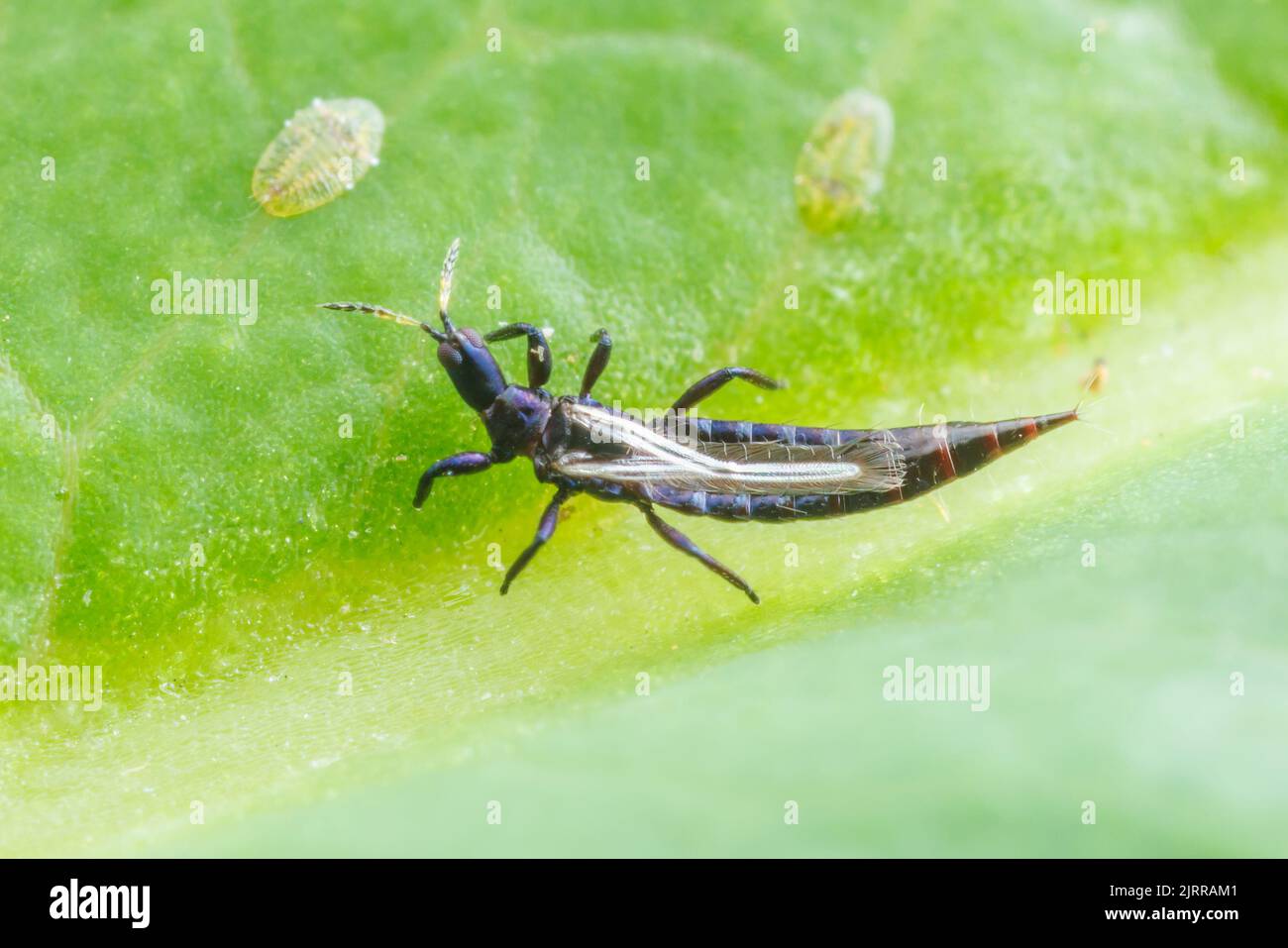Tube-tailed Thrip (Elaphrothrips sp.) on a Tulip Tree (Liriodendron ...