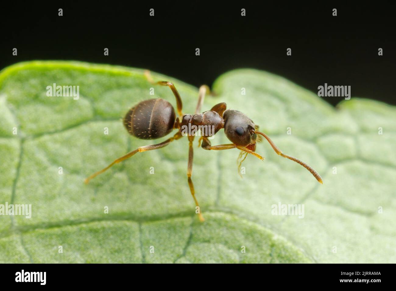 Lasius americanus hi-res stock photography and images - Alamy