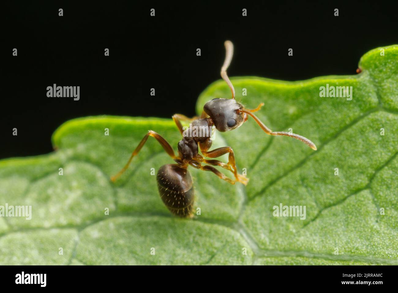 Citronella Ant (Lasius americanus Stock Photo - Alamy