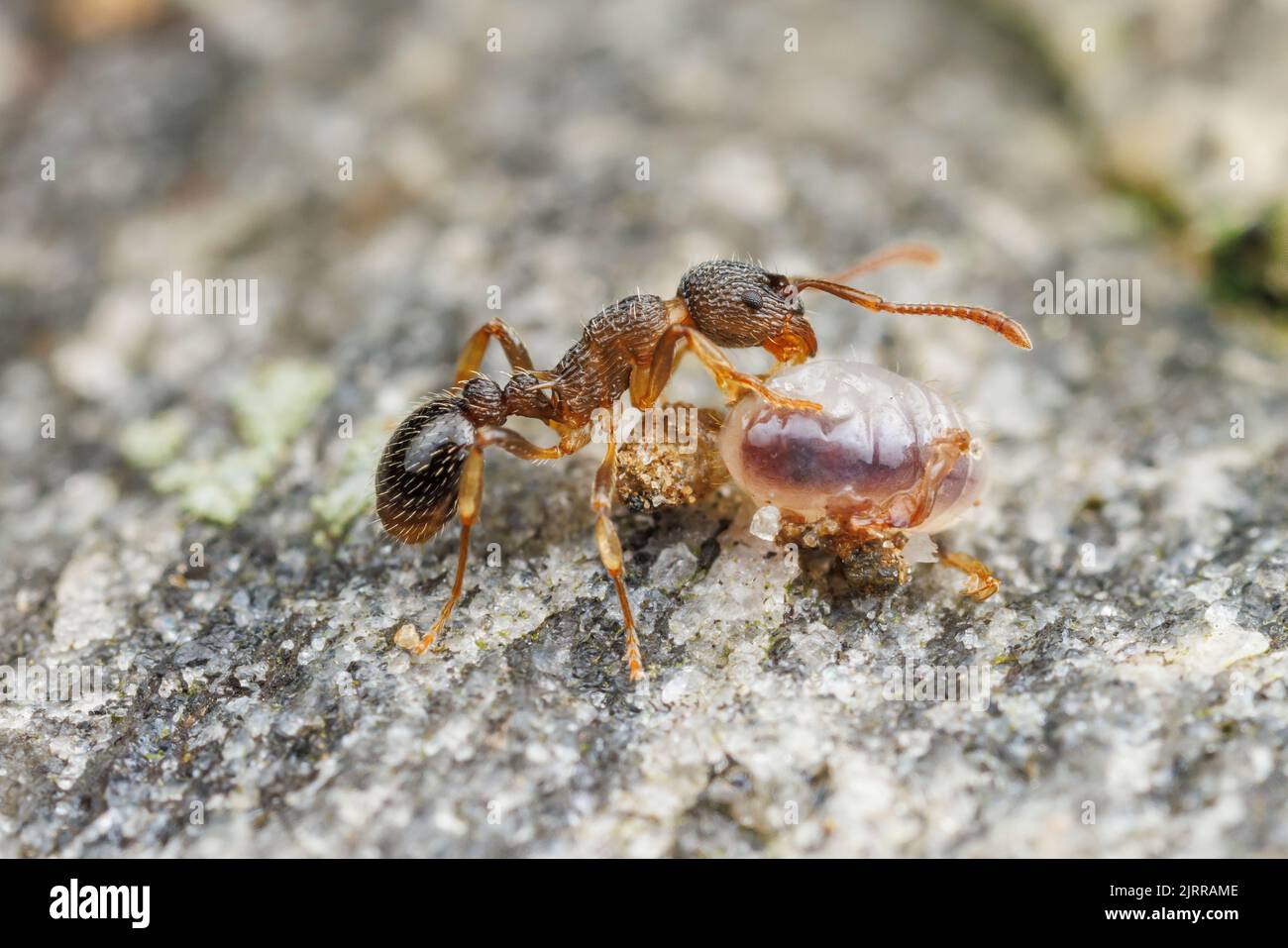 A Myrmica punctiventris worker relocates a pupa from a disturbed nest ...