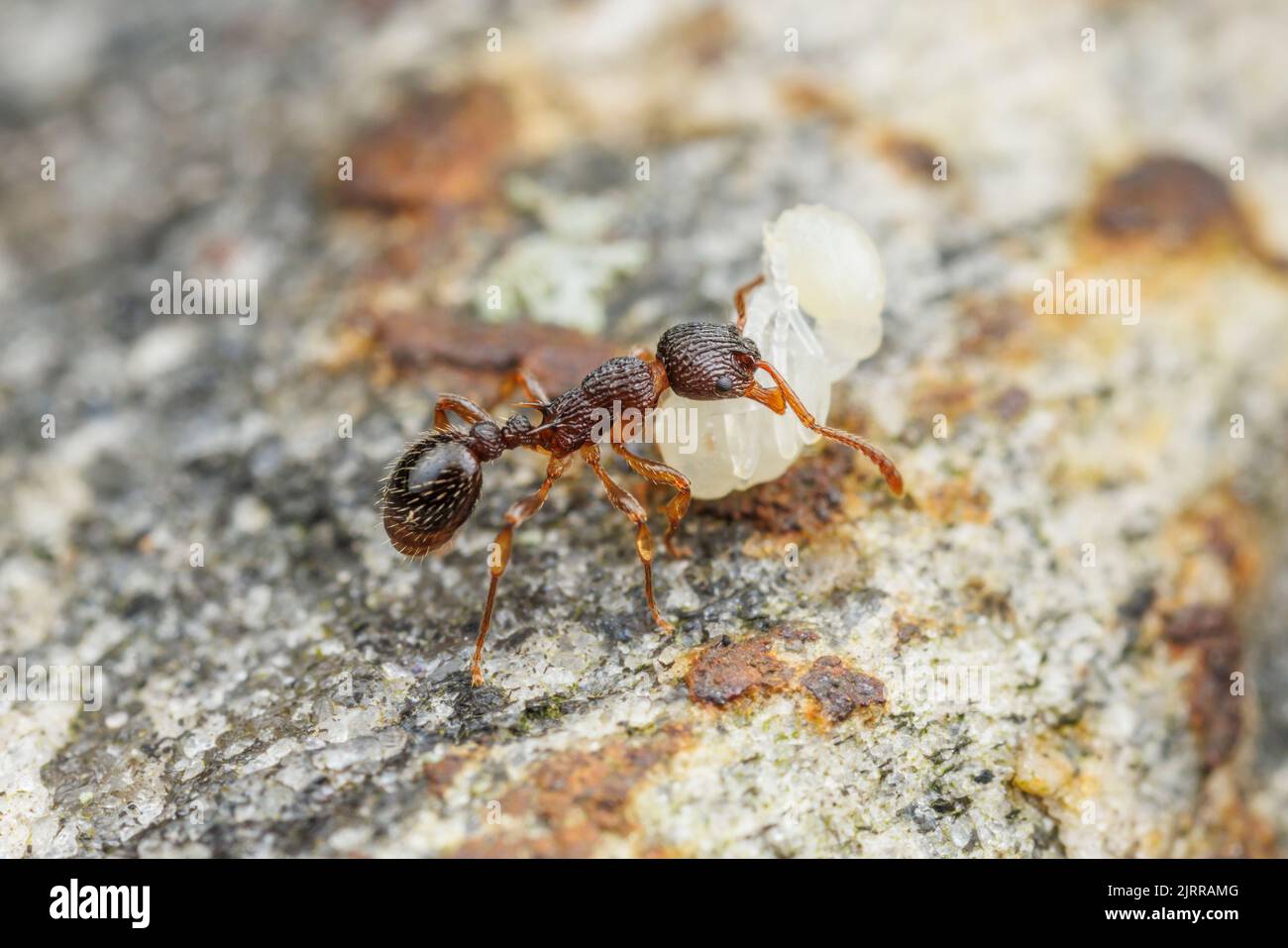A Myrmica punctiventris worker relocates a pupa from a disturbed nest ...