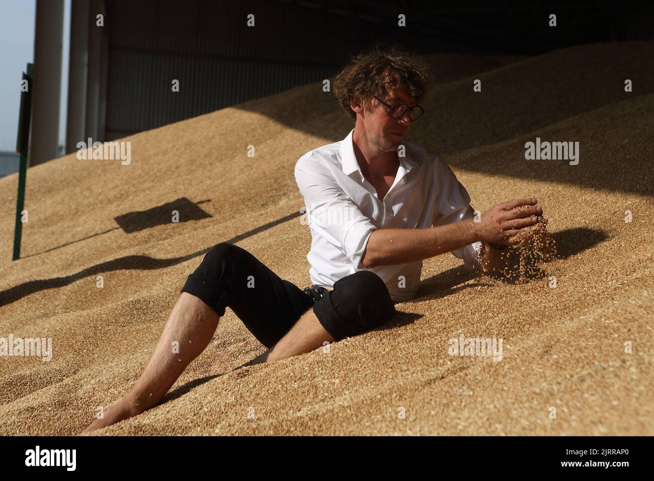 Man holding grains of wheat Stock Photo - Alamy