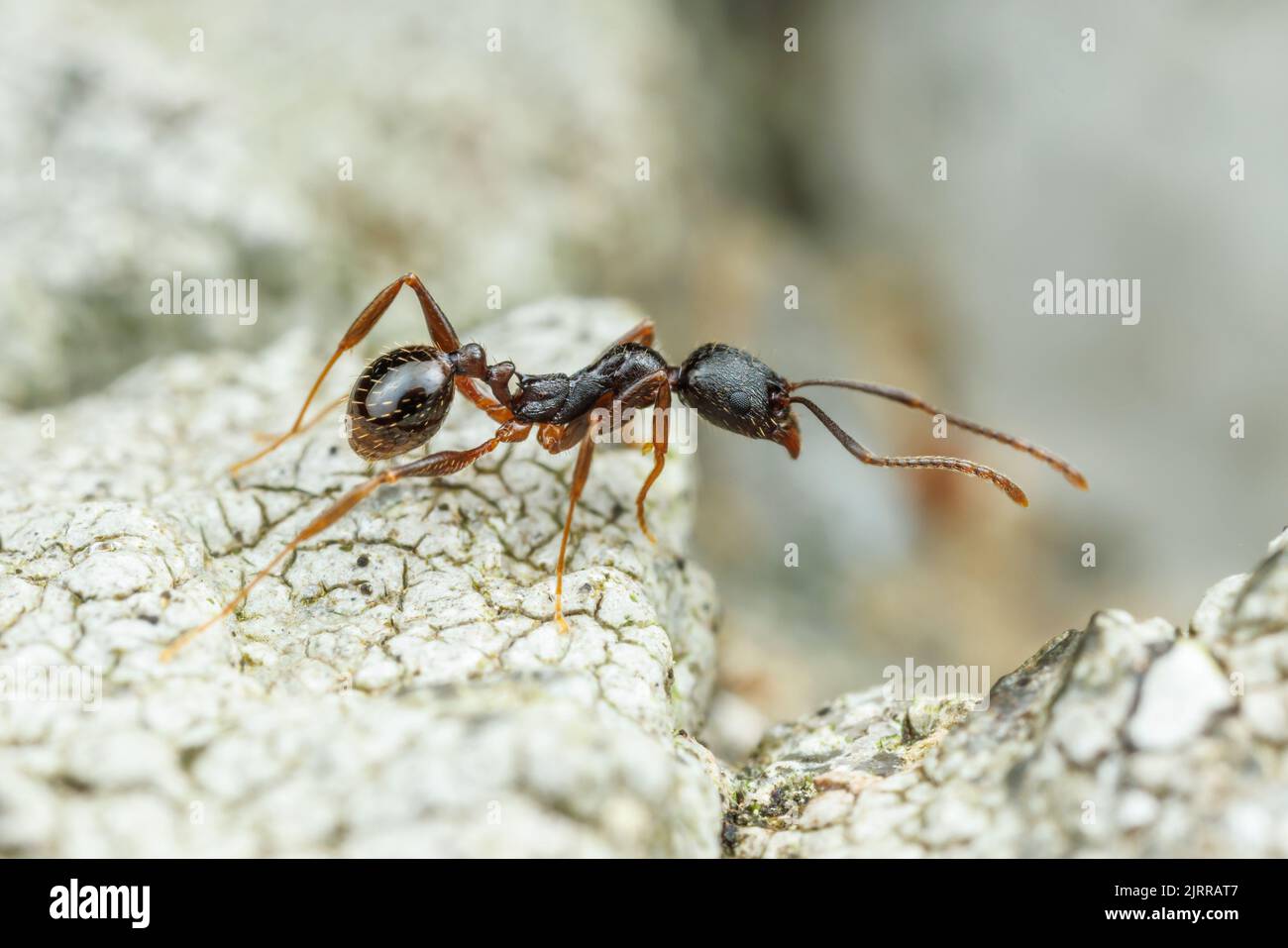 Pitch-black Collared Ant (Aphaenogaster picea Stock Photo - Alamy