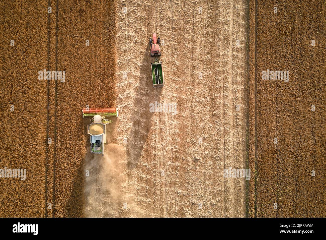 Aerial view of combine harvester and cargo trailer working during ...