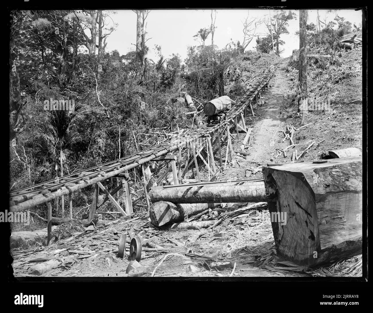 [Taupaki Bush, wire tram], Dunedin, by Burton Brothers Stock Photo - Alamy