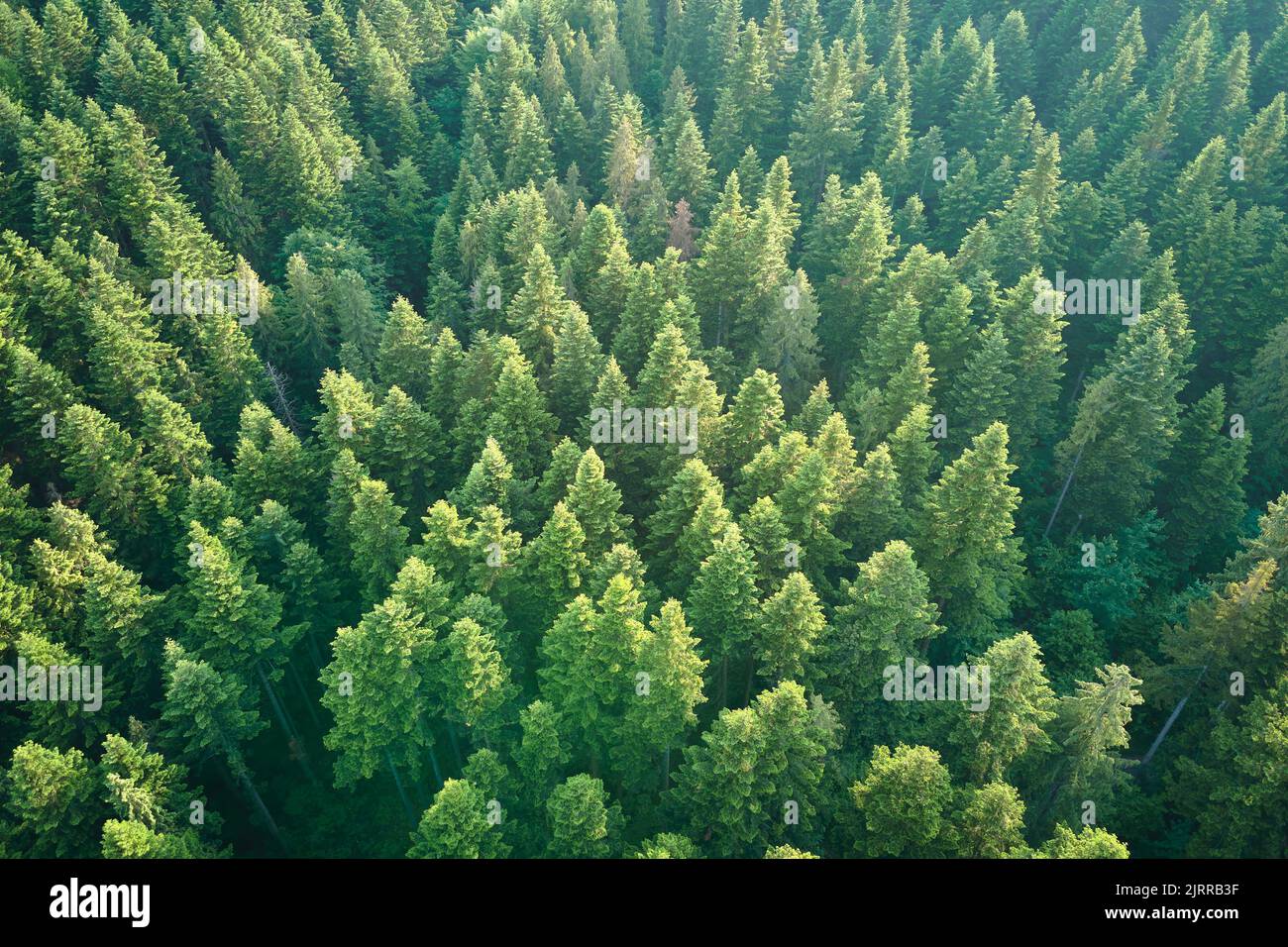 Aerial view of green pine forest with dark spruce trees. Nothern ...