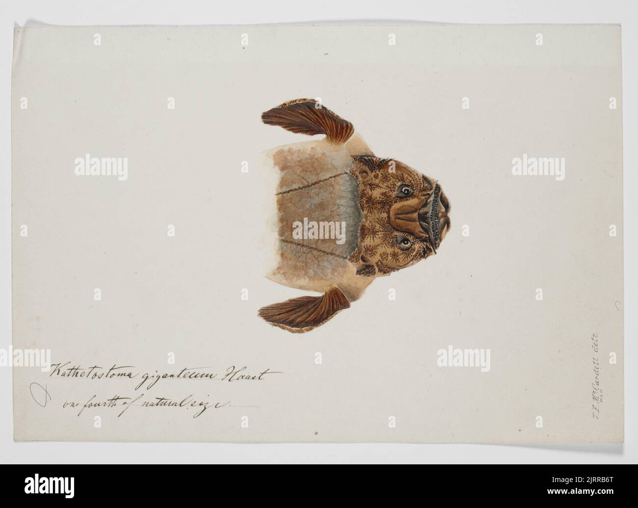 Kathetostoma Giganteum Haast, 30 August 1872, by James Francis ...