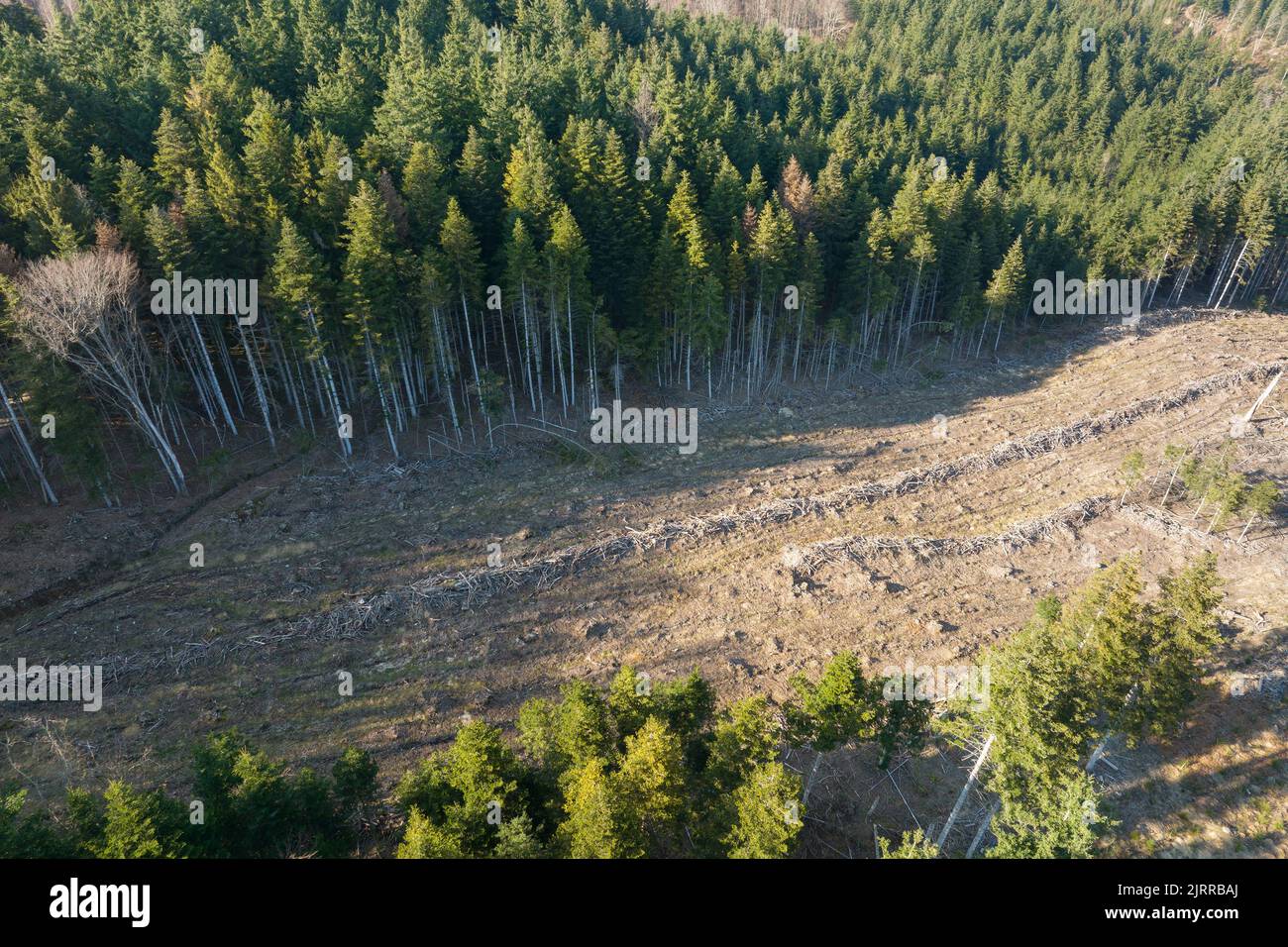 Aerial view of pine forest with large area of cut down trees as result of global deforestation ...
