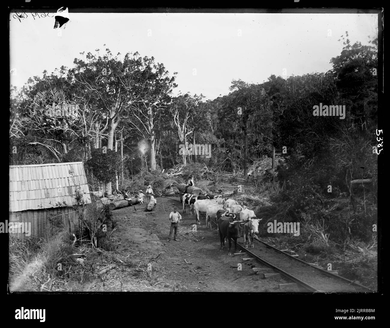 Bullock team hi-res stock photography and images - Alamy