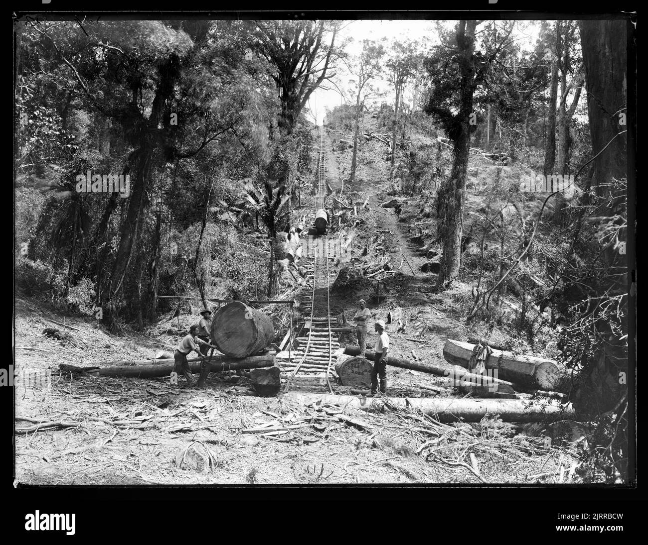 [Taupaki Bush, wire tram], Dunedin, by Burton Brothers Stock Photo - Alamy