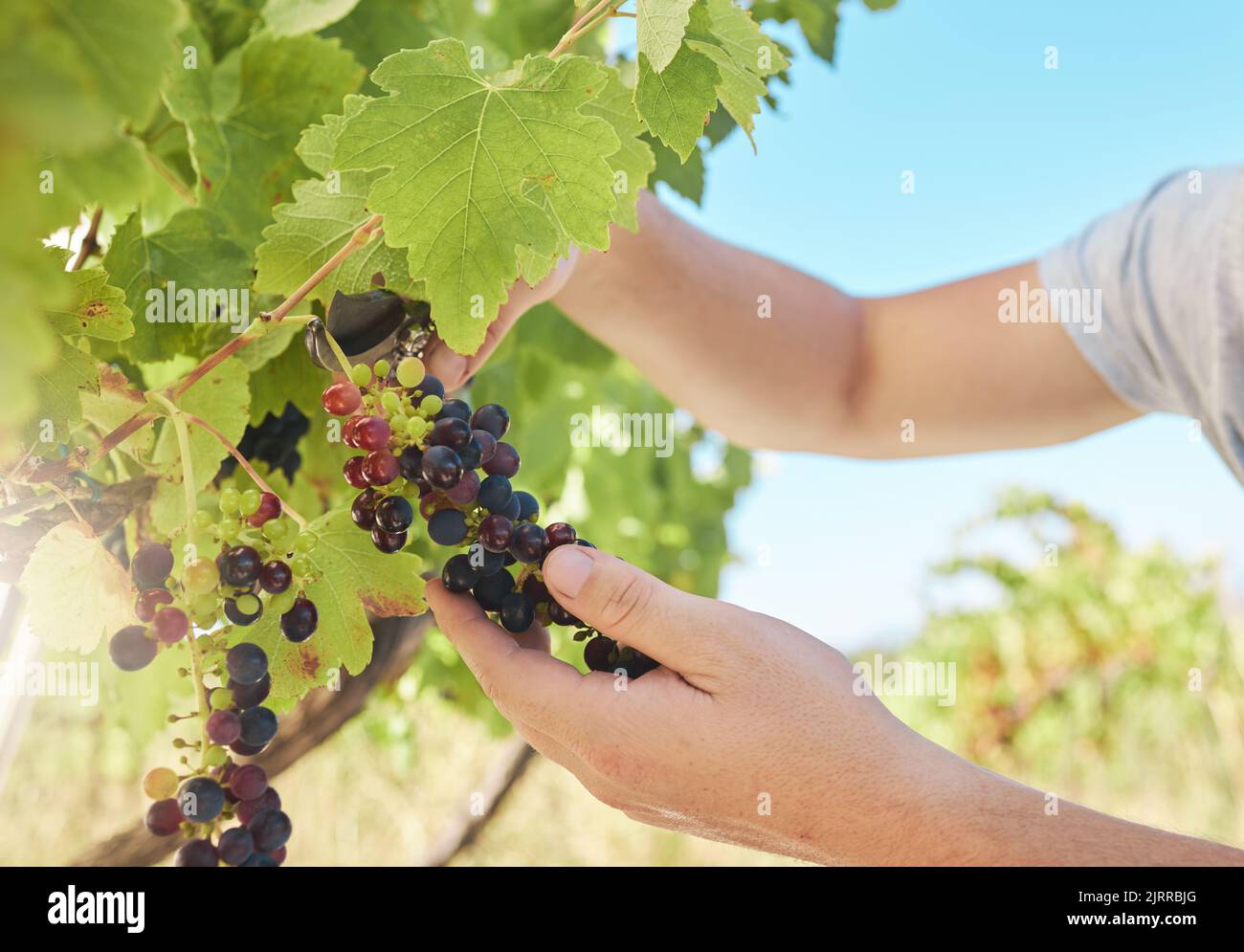Grapes vineyard, nutritionist worker or agriculture farmer working with ...