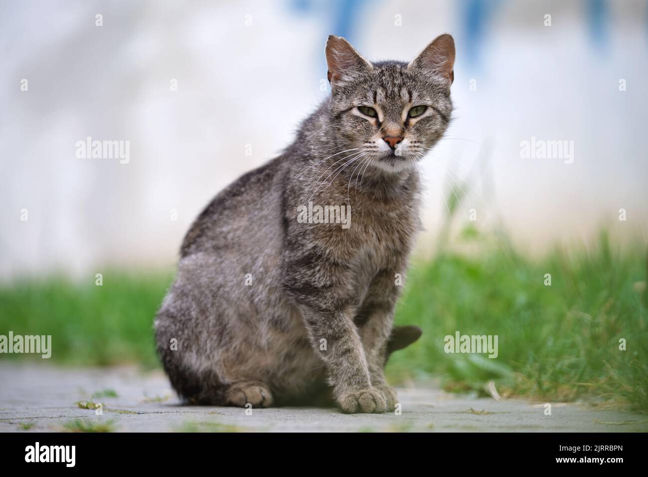 Stray cat on steet hi-res stock photography and images - Alamy