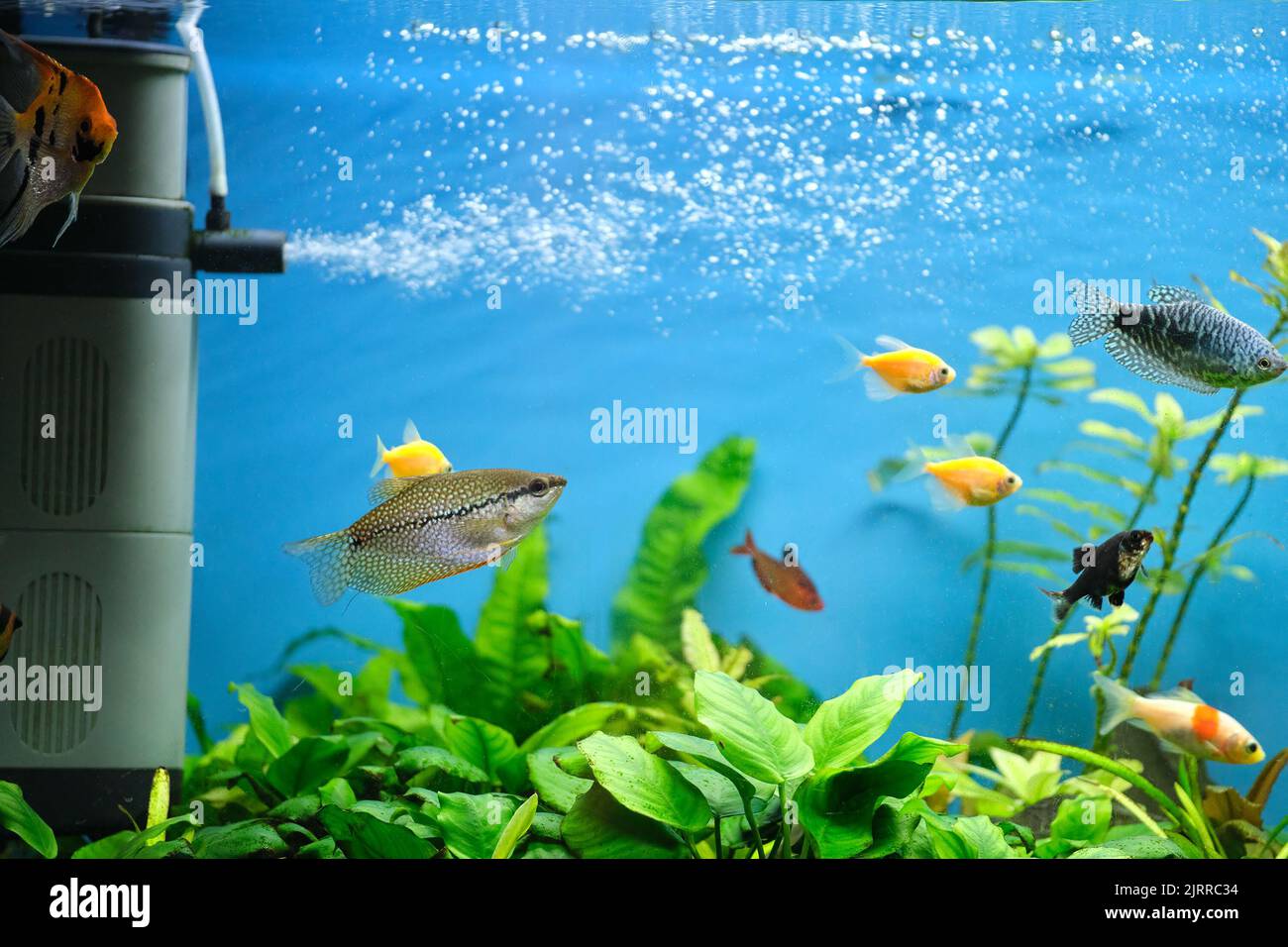 Colorful exotic fish swimming in deep blue water aquarium with green ...