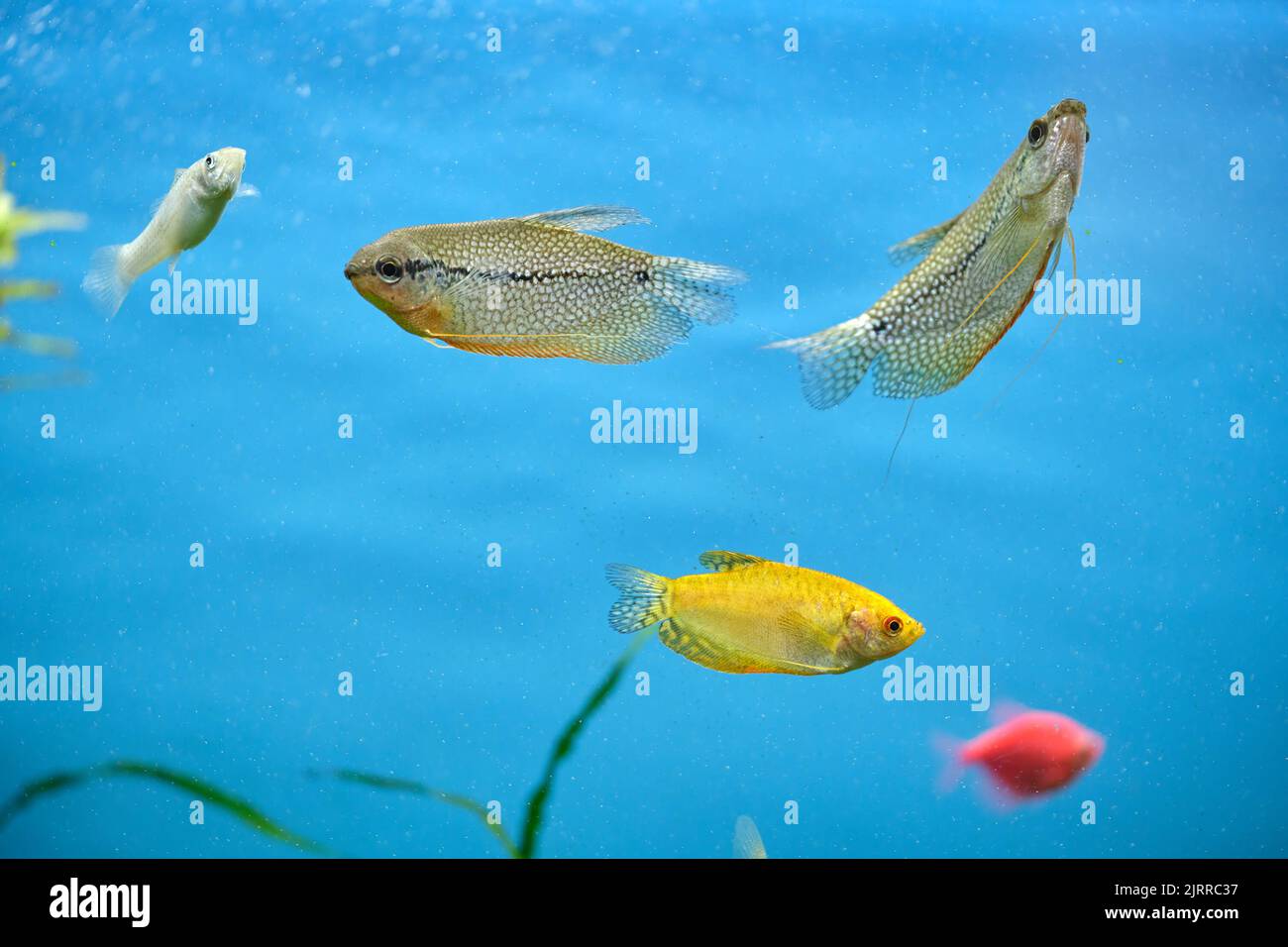 Colorful exotic fish swimming in deep blue water aquarium with green ...