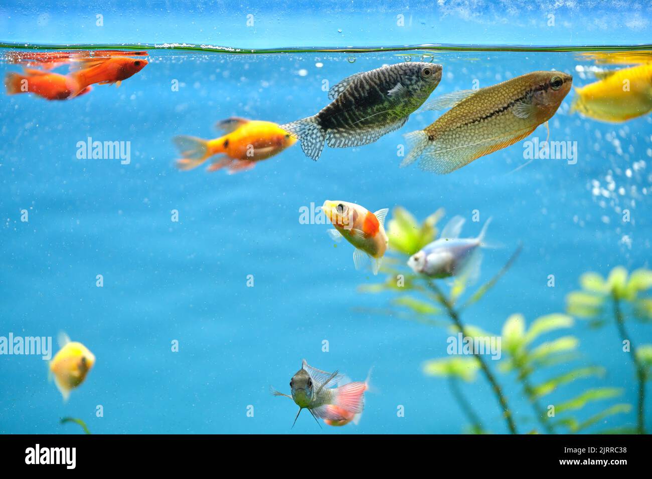 Colorful exotic fish swimming in deep blue water aquarium with green ...