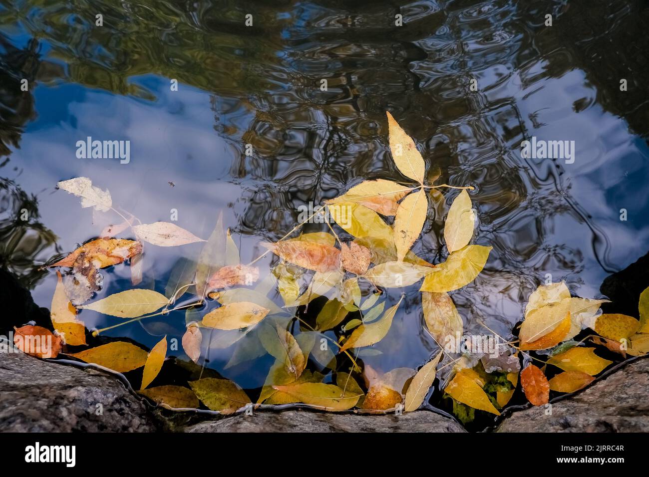 Colourful fall leaves in pond lake water, floating autumn leaf. Fall season leaves in rain ...