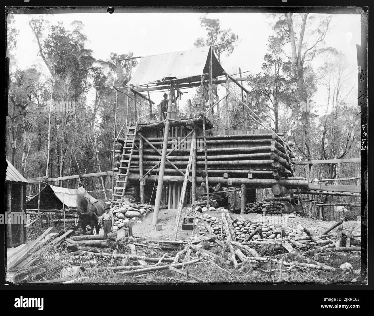 Woodstock, near Hokitika, circa 1880, Dunedin, by Burton Brothers Stock ...