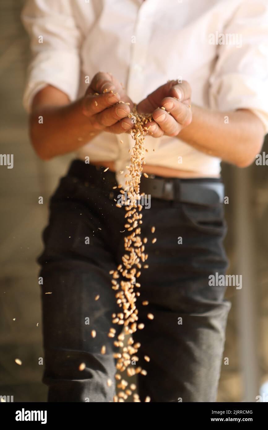 Man holding grains of wheat Stock Photo - Alamy