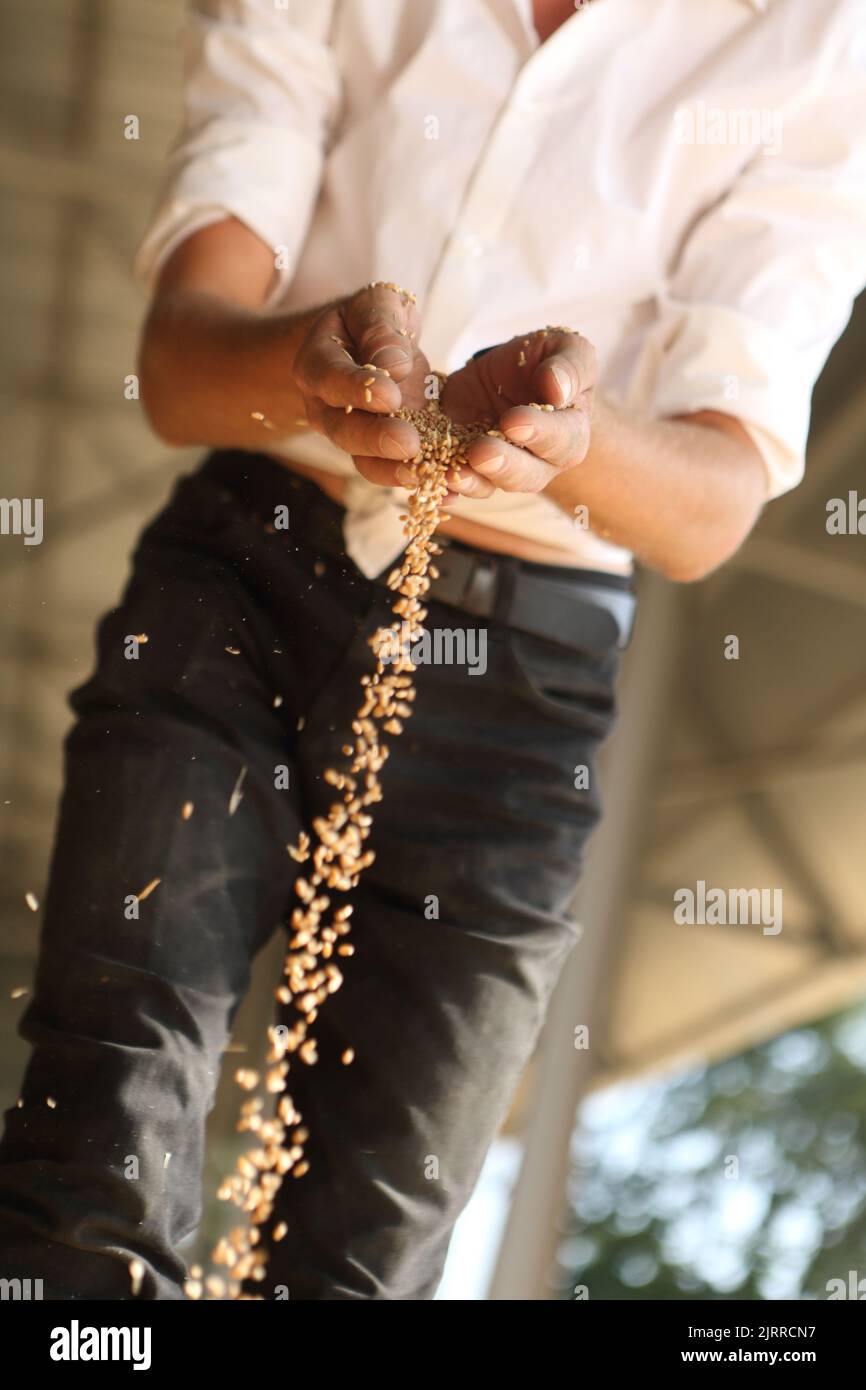 Man holding grains of wheat Stock Photo - Alamy