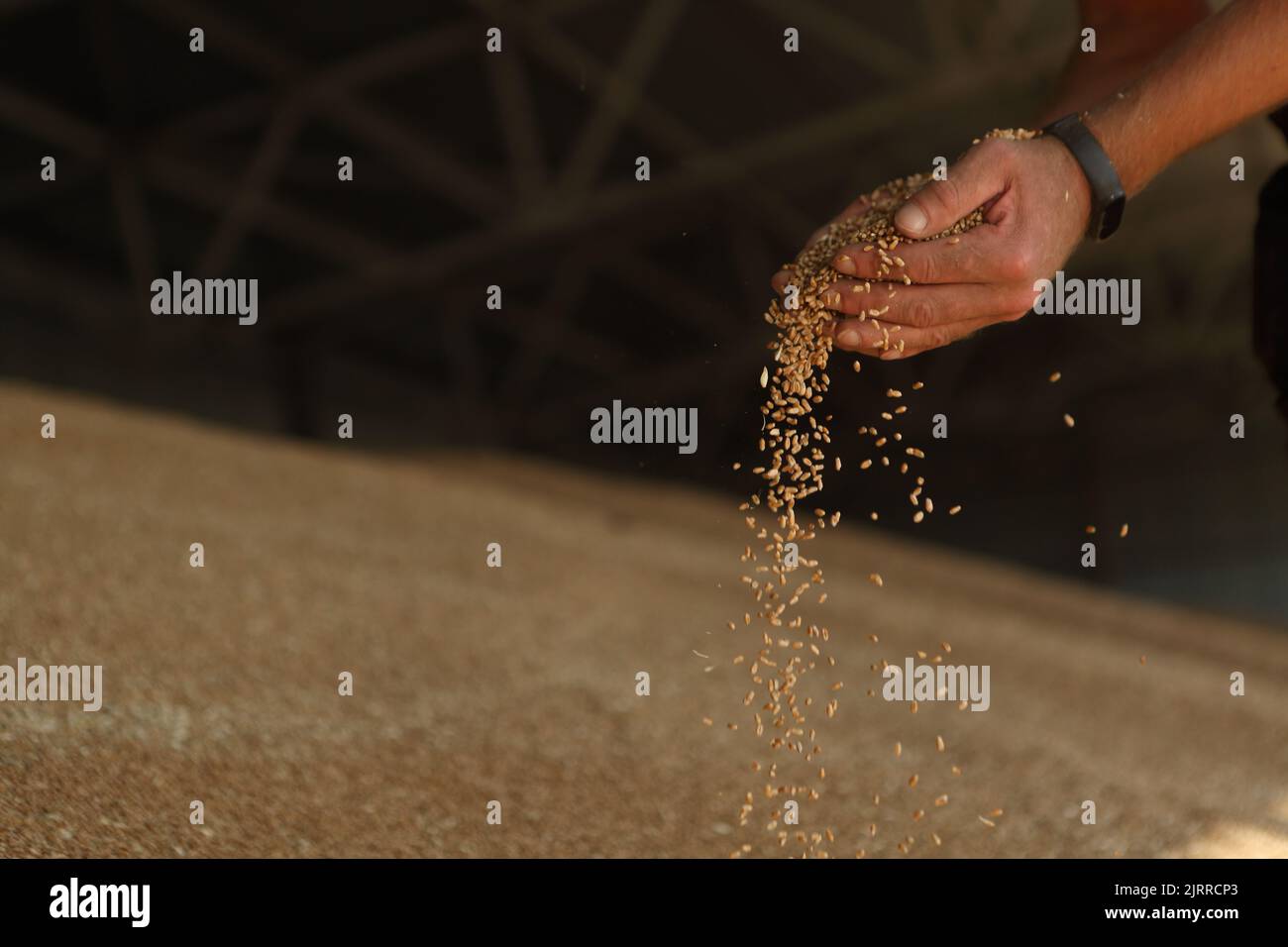 Man holding grains of wheat Stock Photo - Alamy