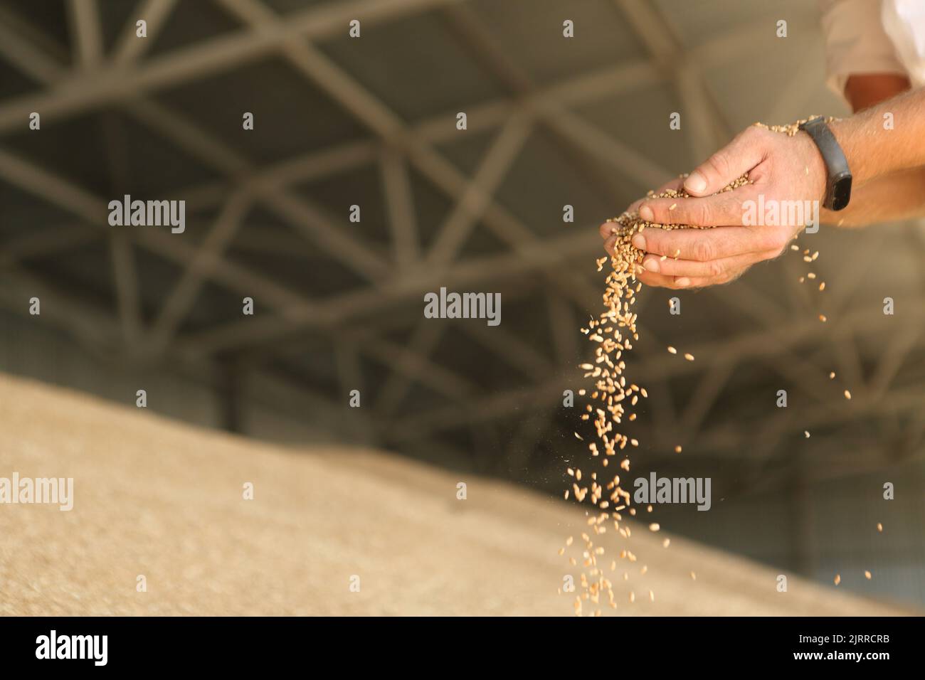 Man holding grains of wheat Stock Photo - Alamy