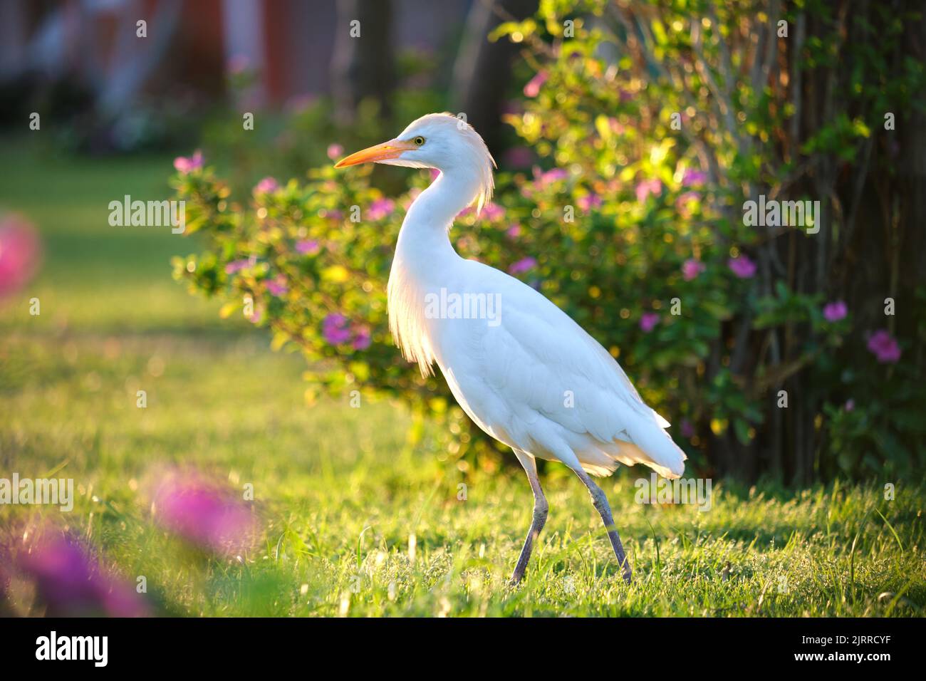 White cattle egret wild bird, also known as Bubulcus ibis walking on ...