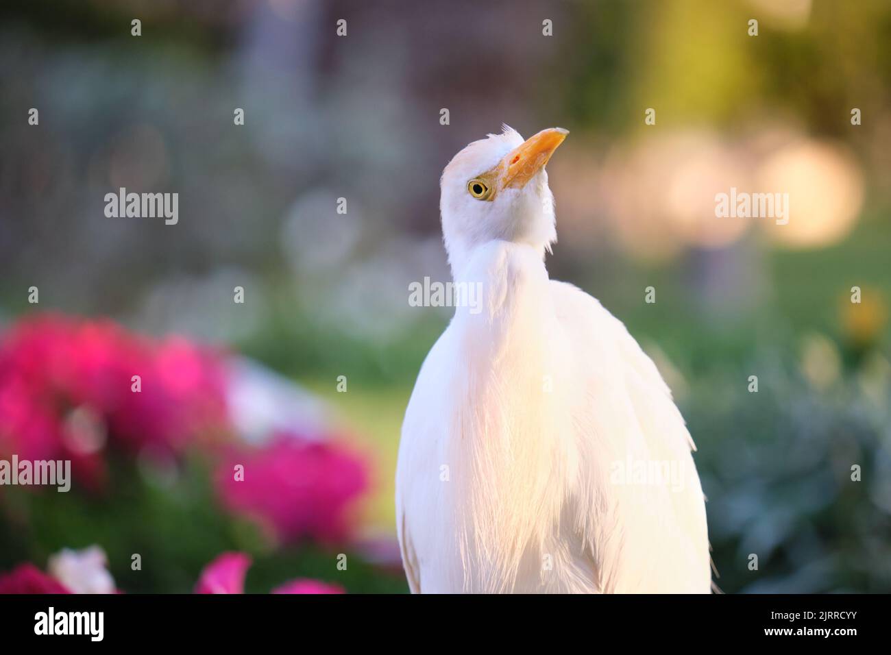 White cattle egret wild bird, also known as Bubulcus ibis walking on ...