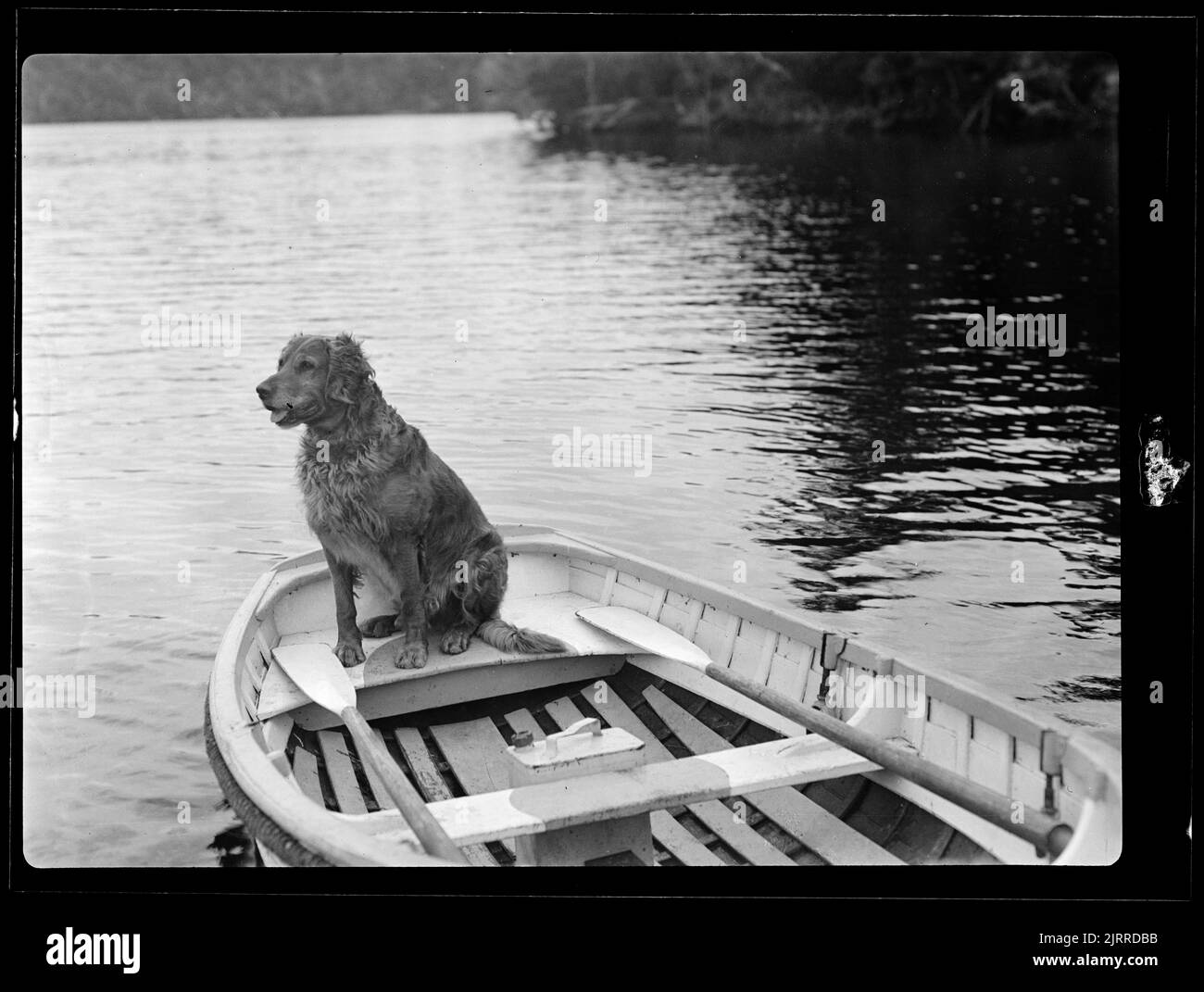 Dog in a rowboat dog in a rowboat hi-res stock photography and images ...