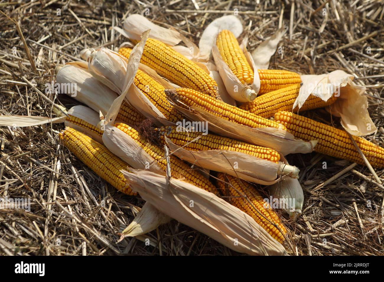 Parched corn hi-res stock photography and images - Alamy