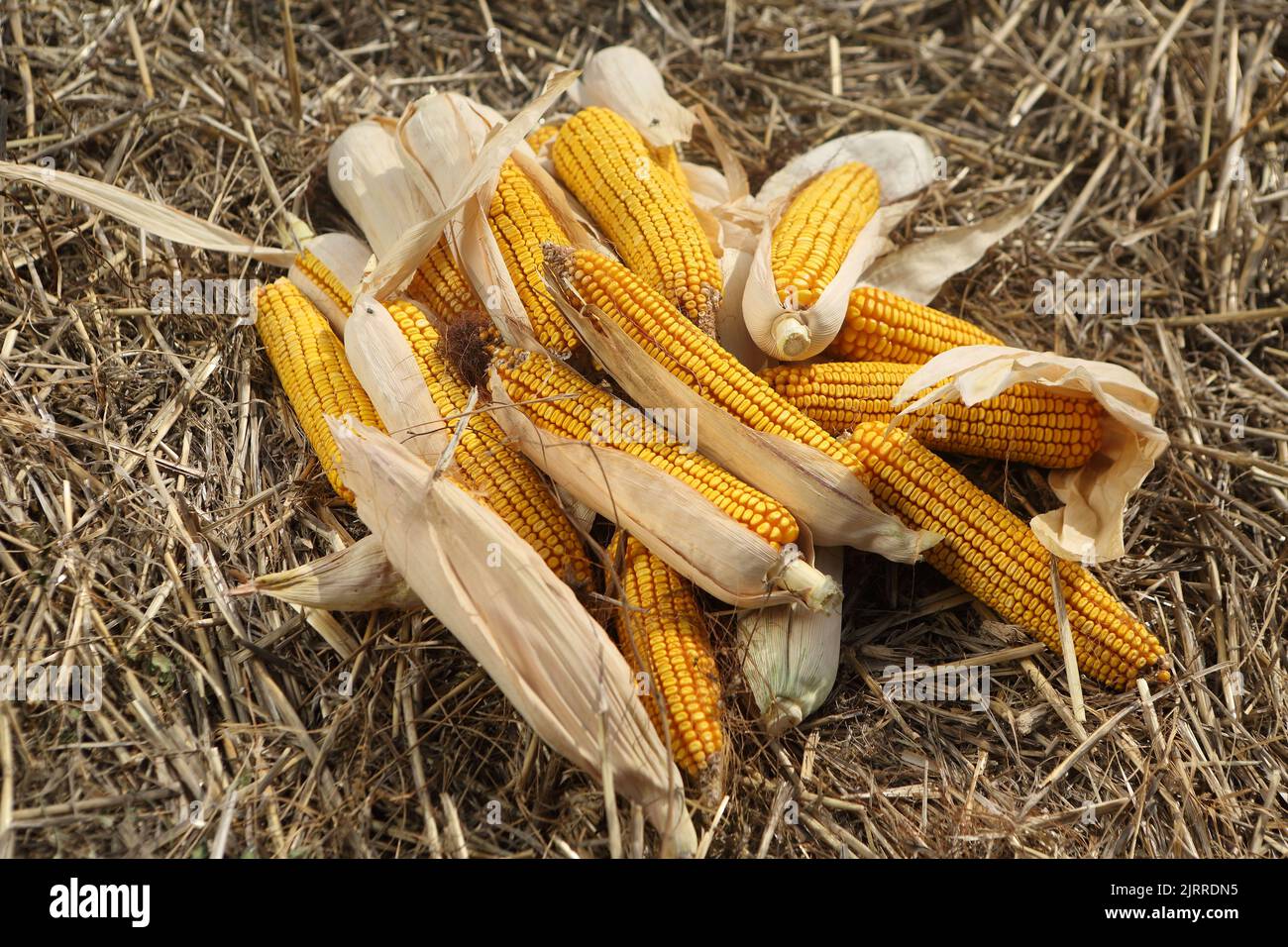 Overripe corn hi-res stock photography and images - Alamy