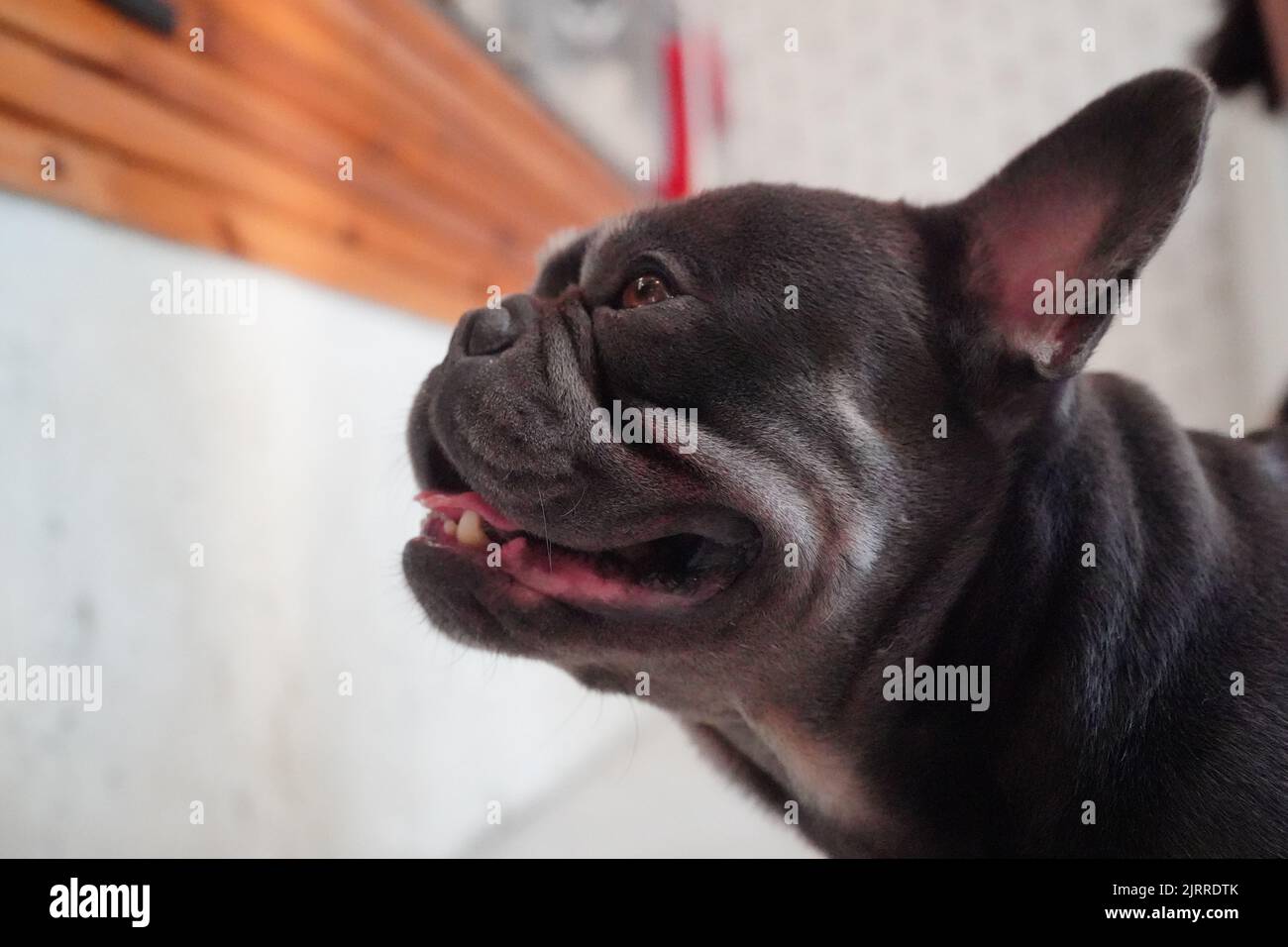Funny, naughty dog puppy barking Stock Photo - Alamy