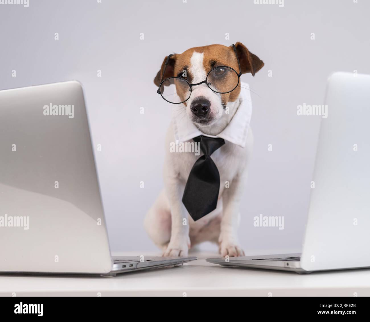 Jack Russell Terrier dog in glasses and a tie sits between two laptops ...