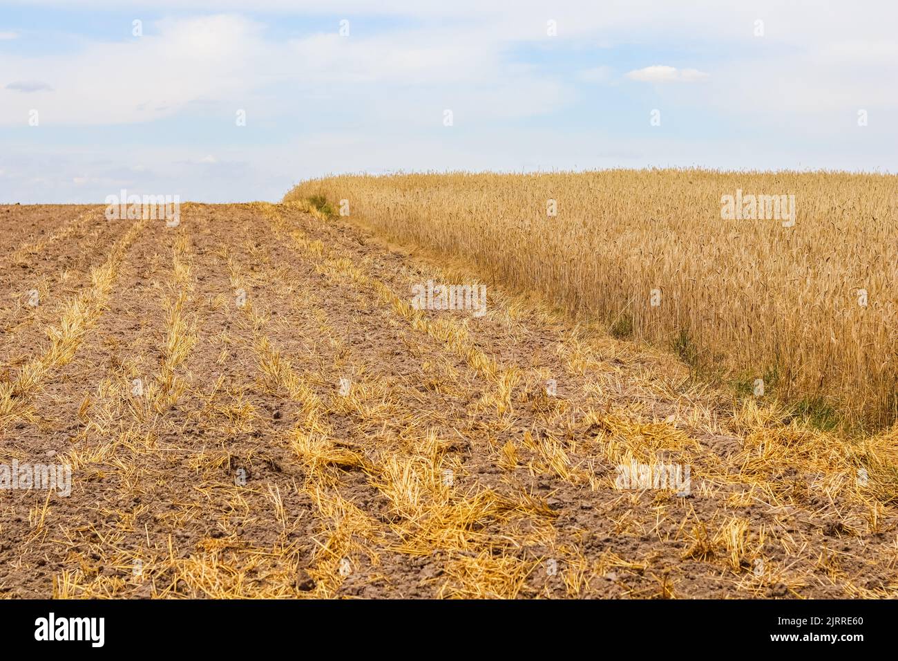 Dry ripe rye spicas of meadow field. Rural scenery, natural background ...