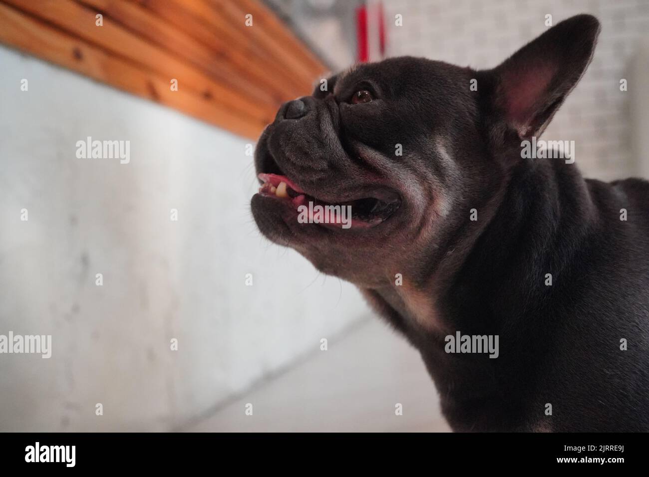 Girl with barking dog indoors hi-res stock photography and images - Alamy