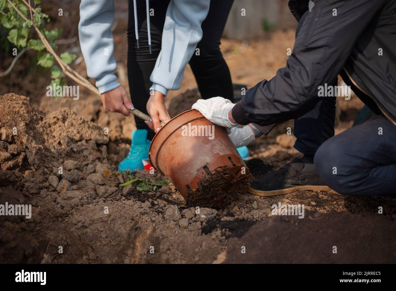 Planting seedlings in ground. Planting plants in ground. People grow ...