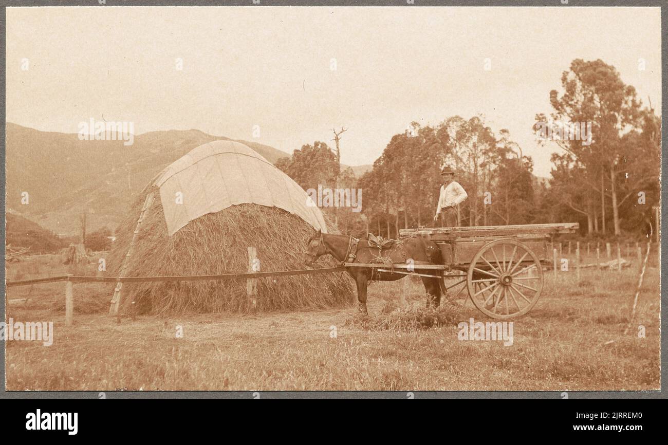 "Our first haystack, Jan 24": 'At "Woodside", Jan. 20. 1918'. From the album: Family photograph ...