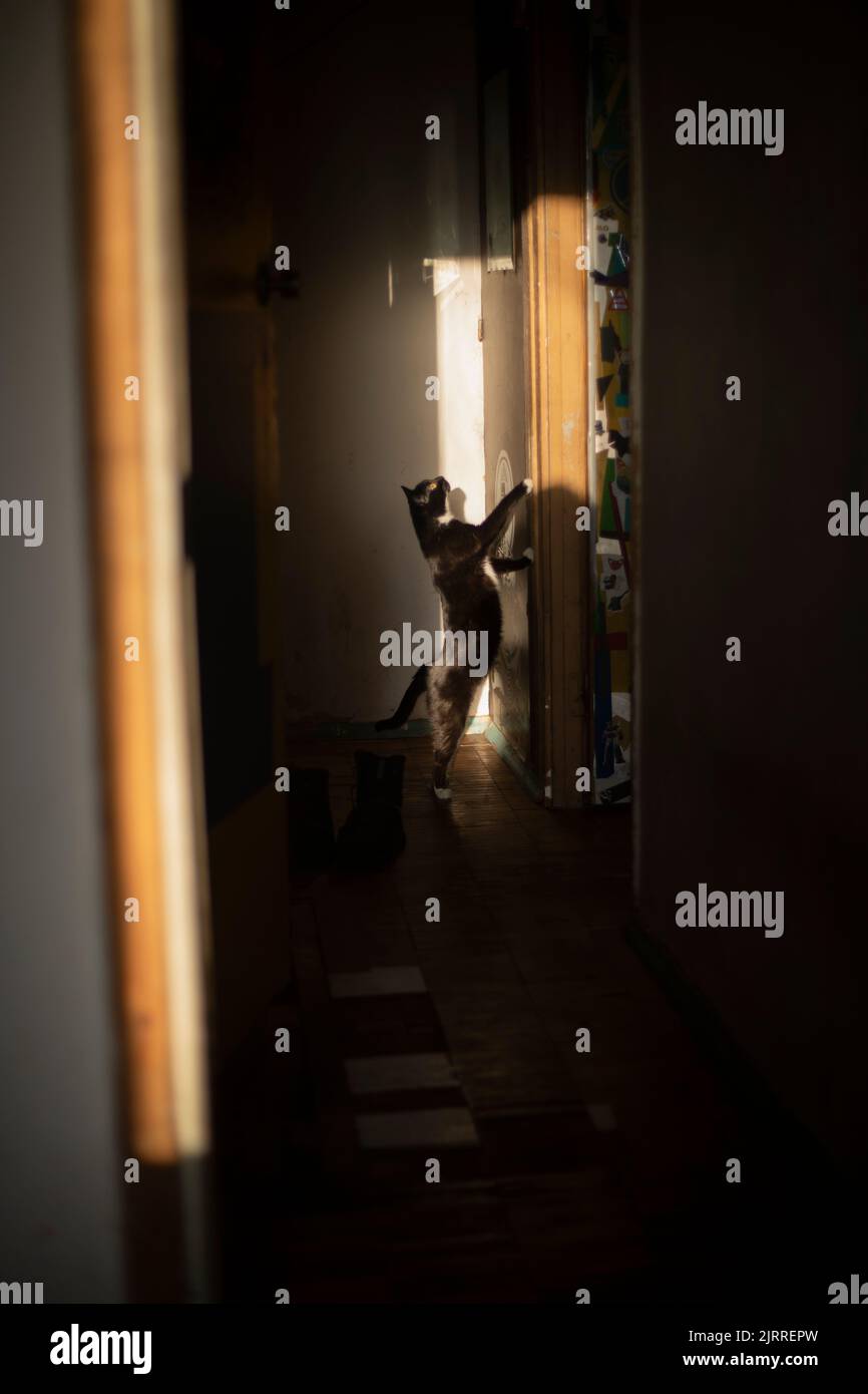 Cat in ray of light at home. Black cat in morning in apartment. Pet ...