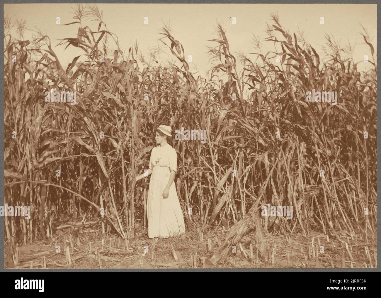 Easter Monday at Bruce Road. March 24, 1913: Amazing maize. From the ...