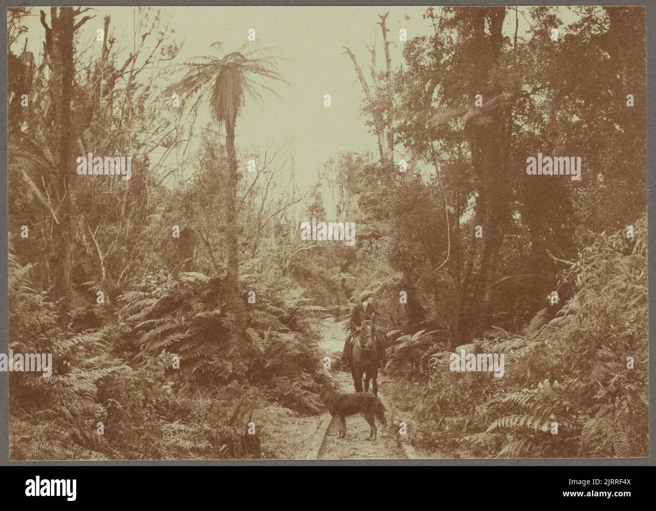 Our ride up the Ohau Valley to see the North Block. August 3, 1913 ...